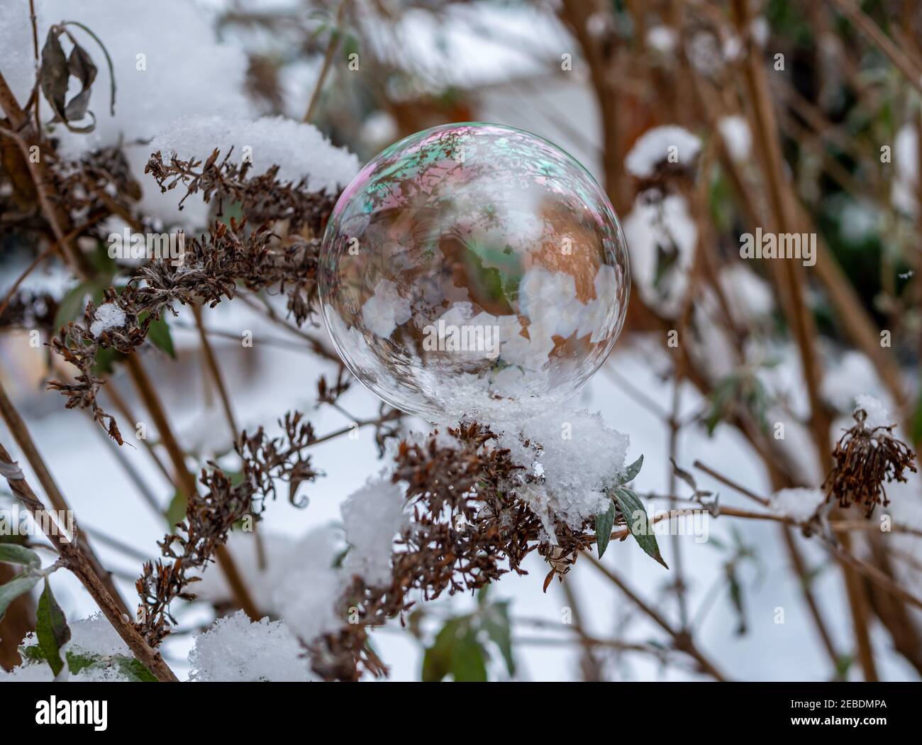 artistic soap bubble is frozen in the cold Stock Photo - Alamy