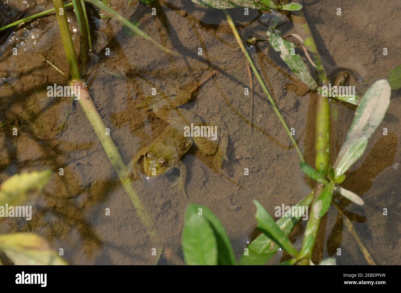 Top view of a small frog in the water Stock Photo - Alamy
