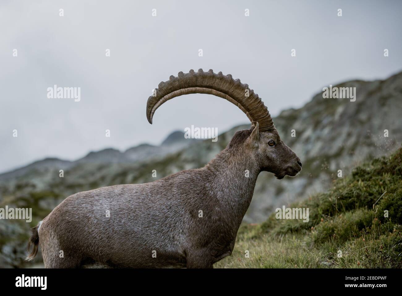 French alpine goat hi-res stock photography and images - Alamy