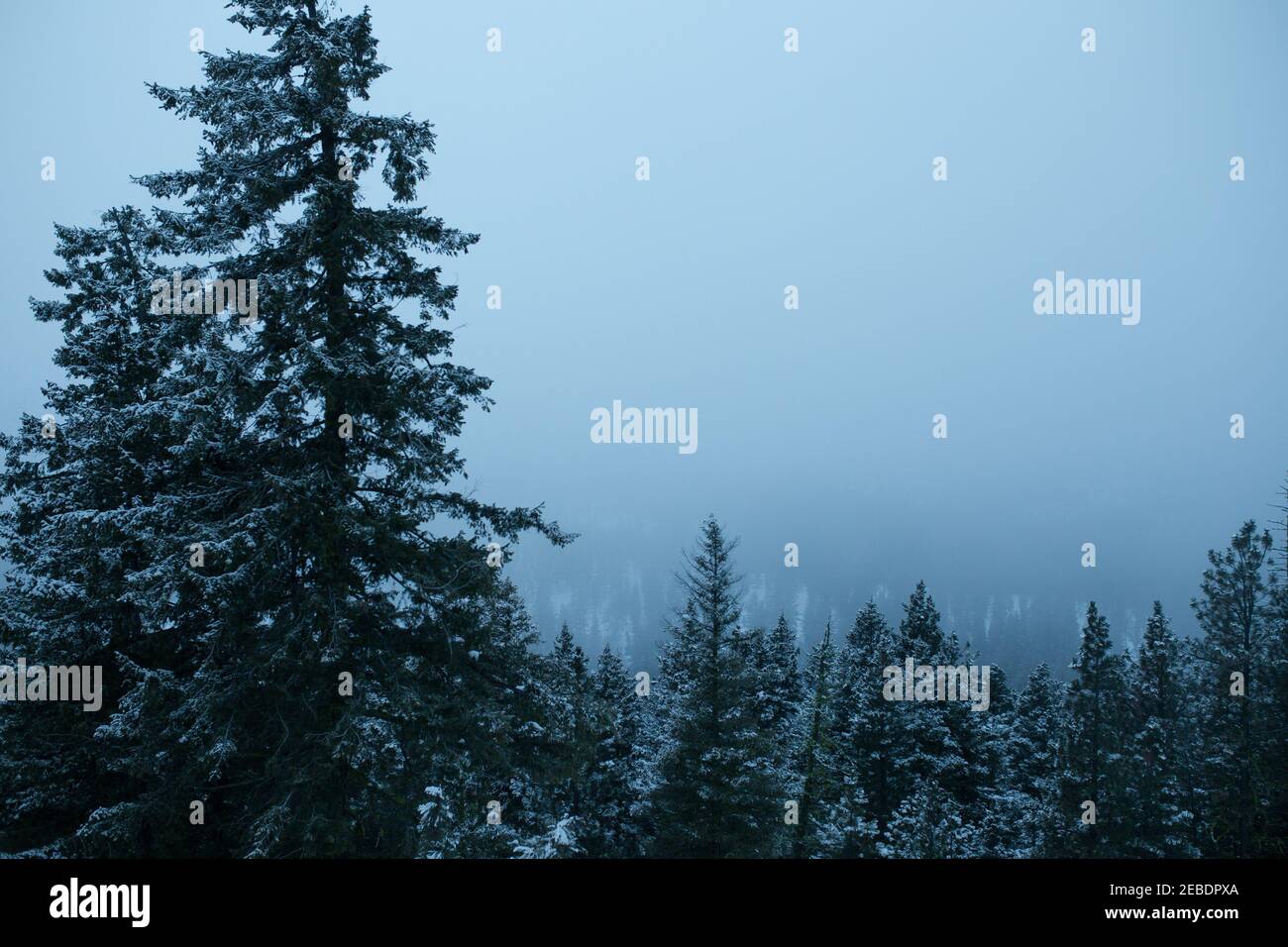 Moody winter scene with evergreen trees and fog Stock Photo - Alamy