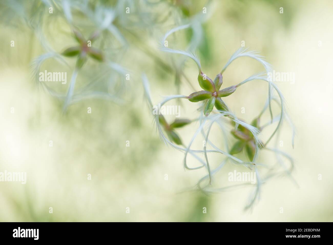 Macro of Chinese Clematis garden plant Stock Photo - Alamy