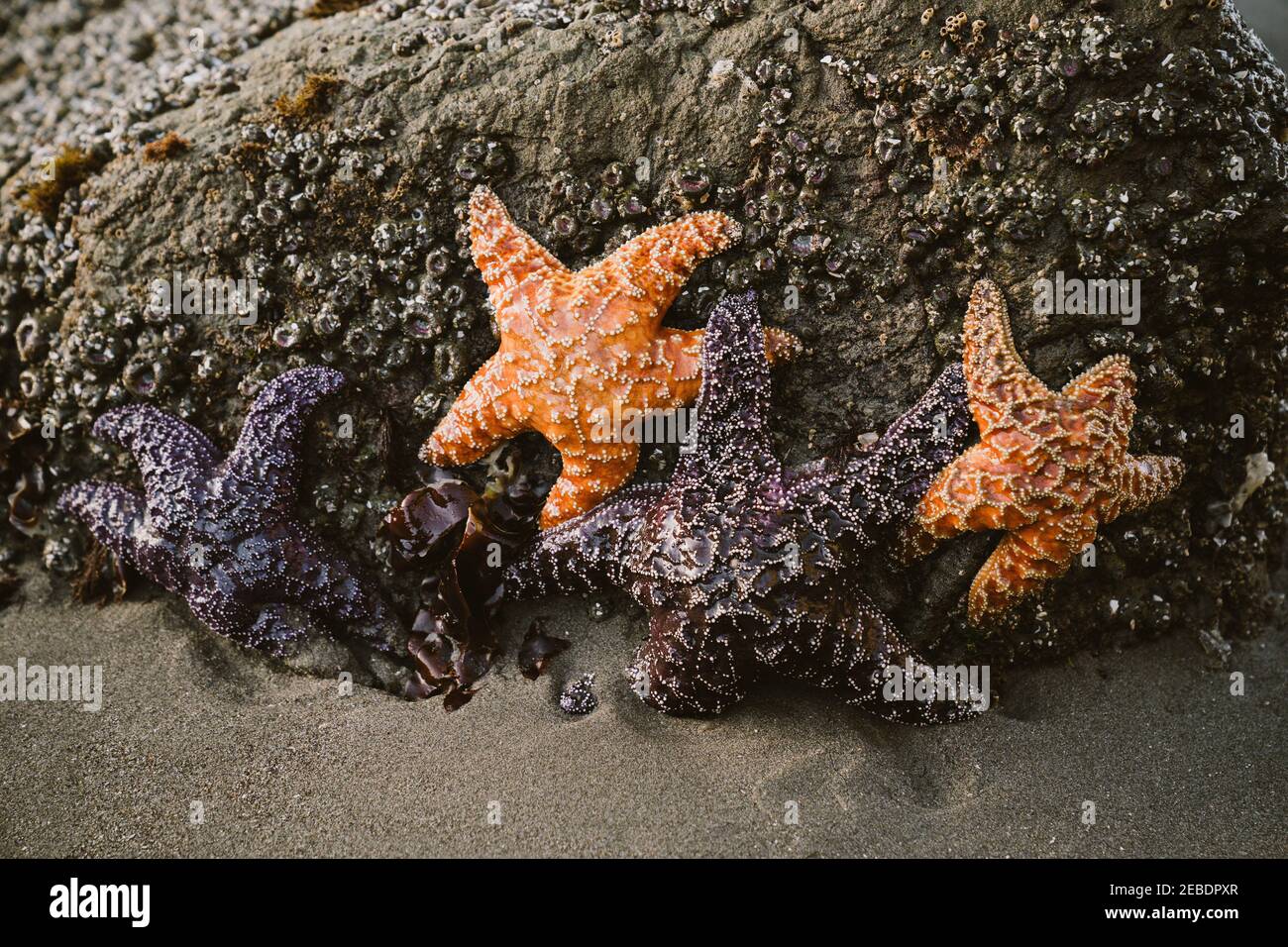 Starfish on a rock underwater hi-res stock photography and images - Alamy