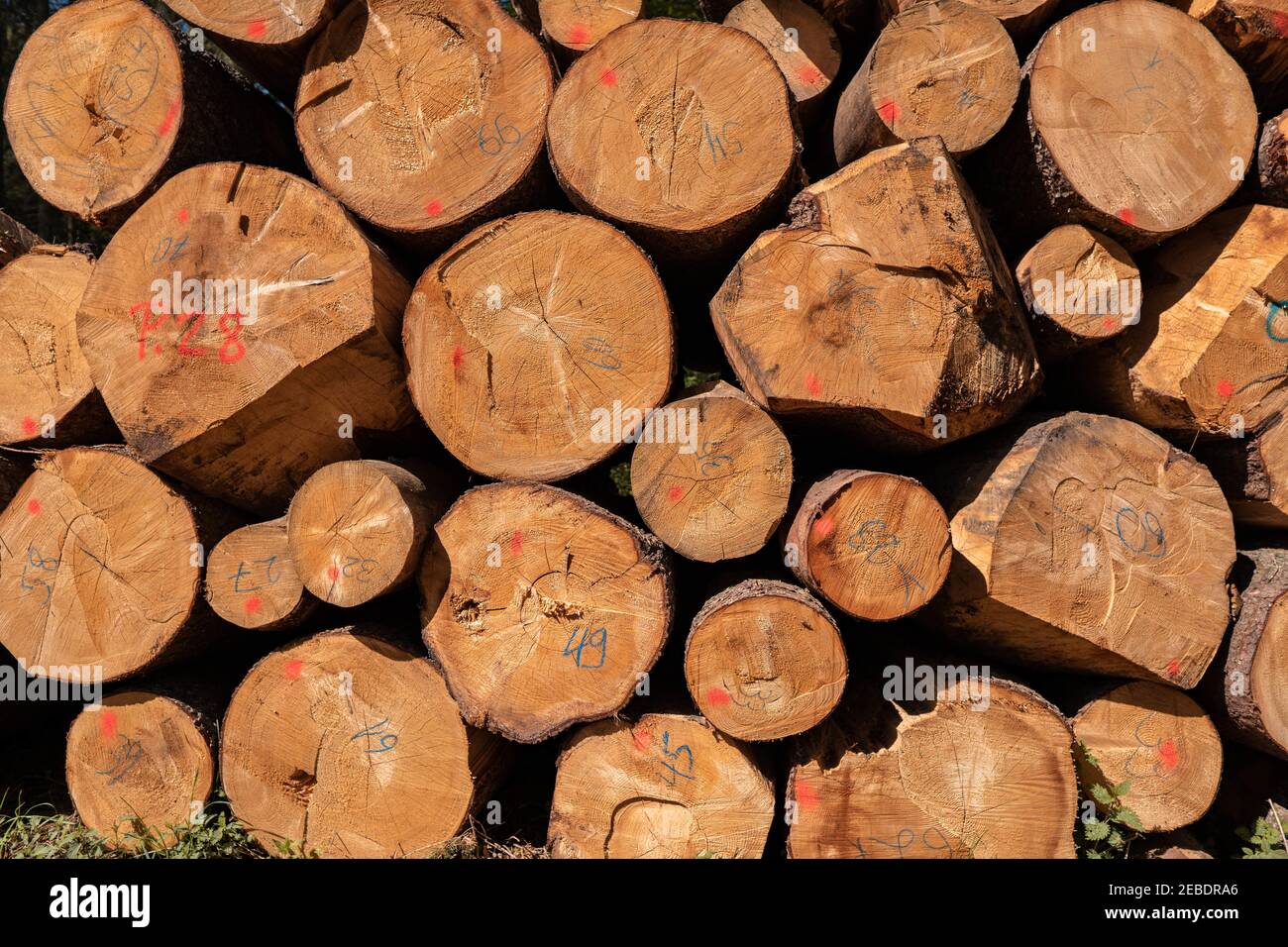 Group of cut logs for fir Stock Photo - Alamy