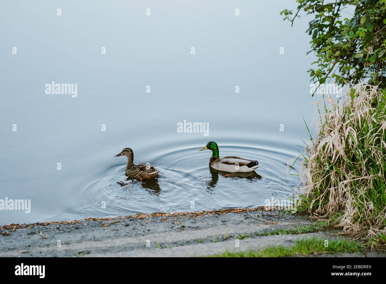 Cool duck hi-res stock photography and images - Alamy