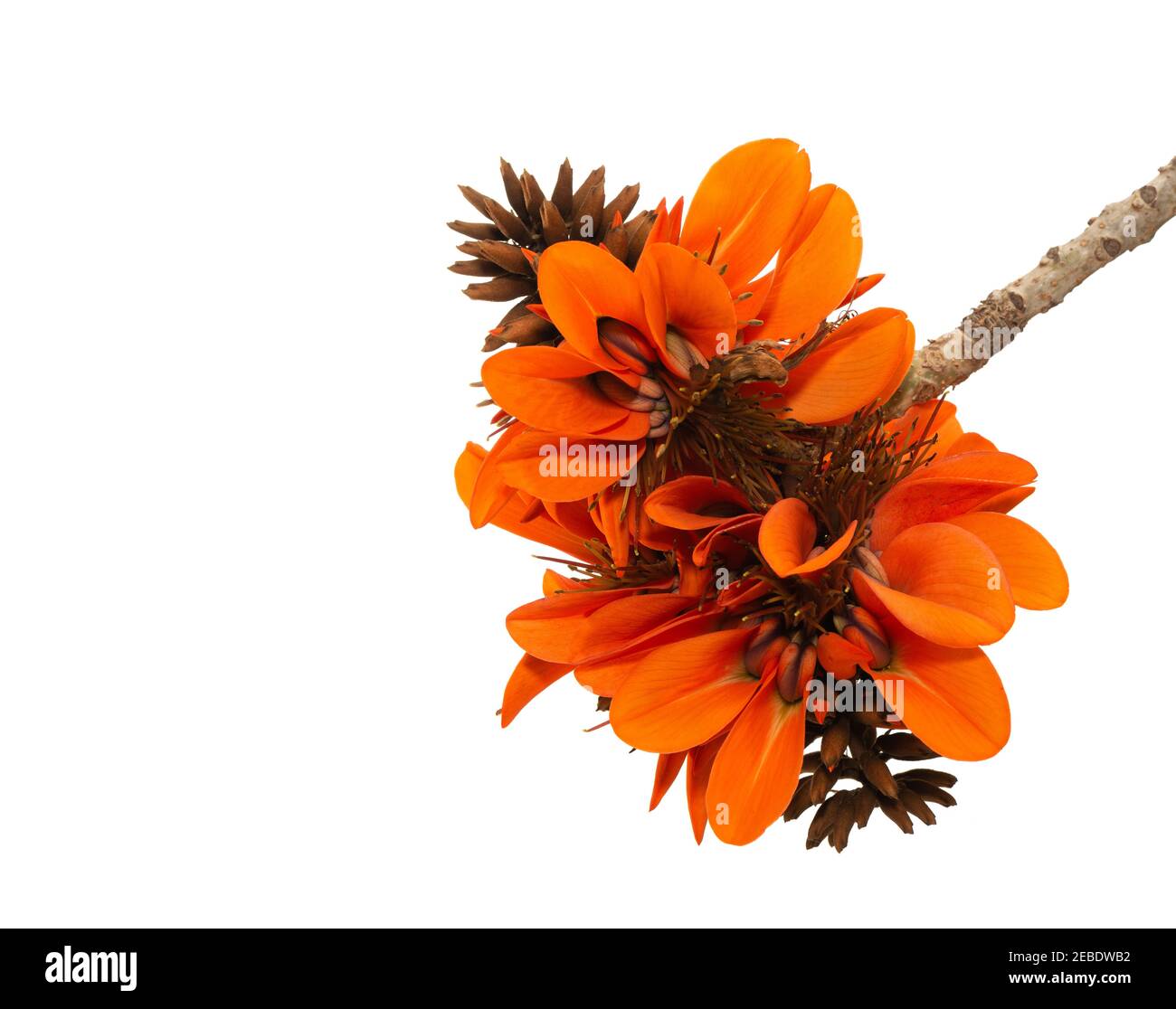 Indian erythrina hi-res stock photography and images - Alamy