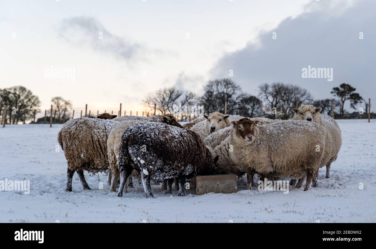 Pure bred pregnant Shetland sheep ewes eating from trough in Winter ...