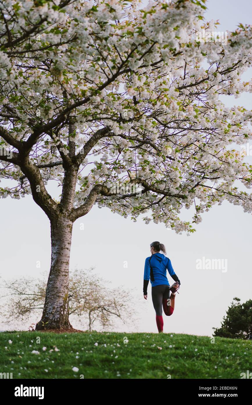 An athletic woman stretches legs under a cherry blossom tree in a park ...
