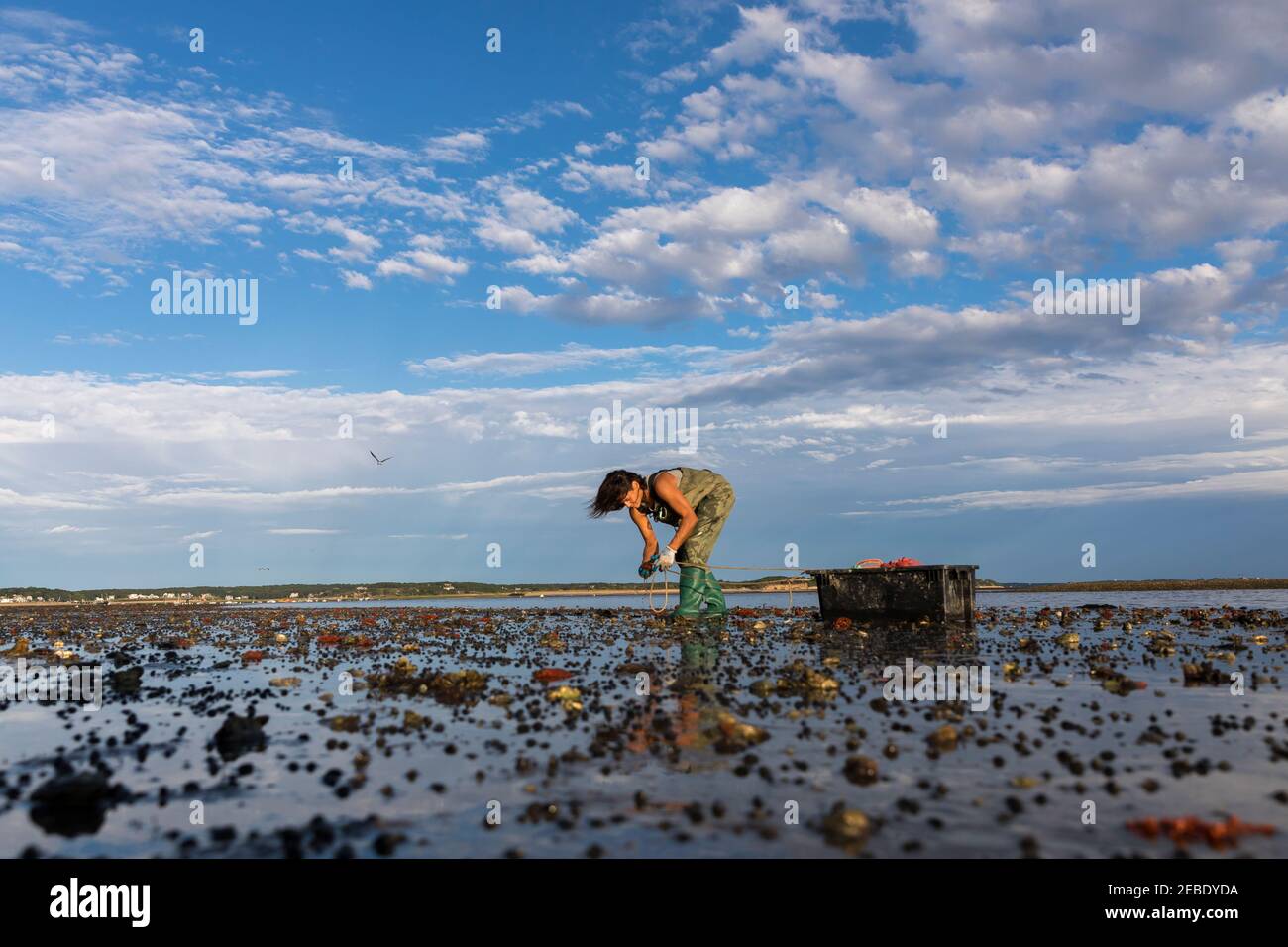 Oyster picker hi-res stock photography and images - Alamy