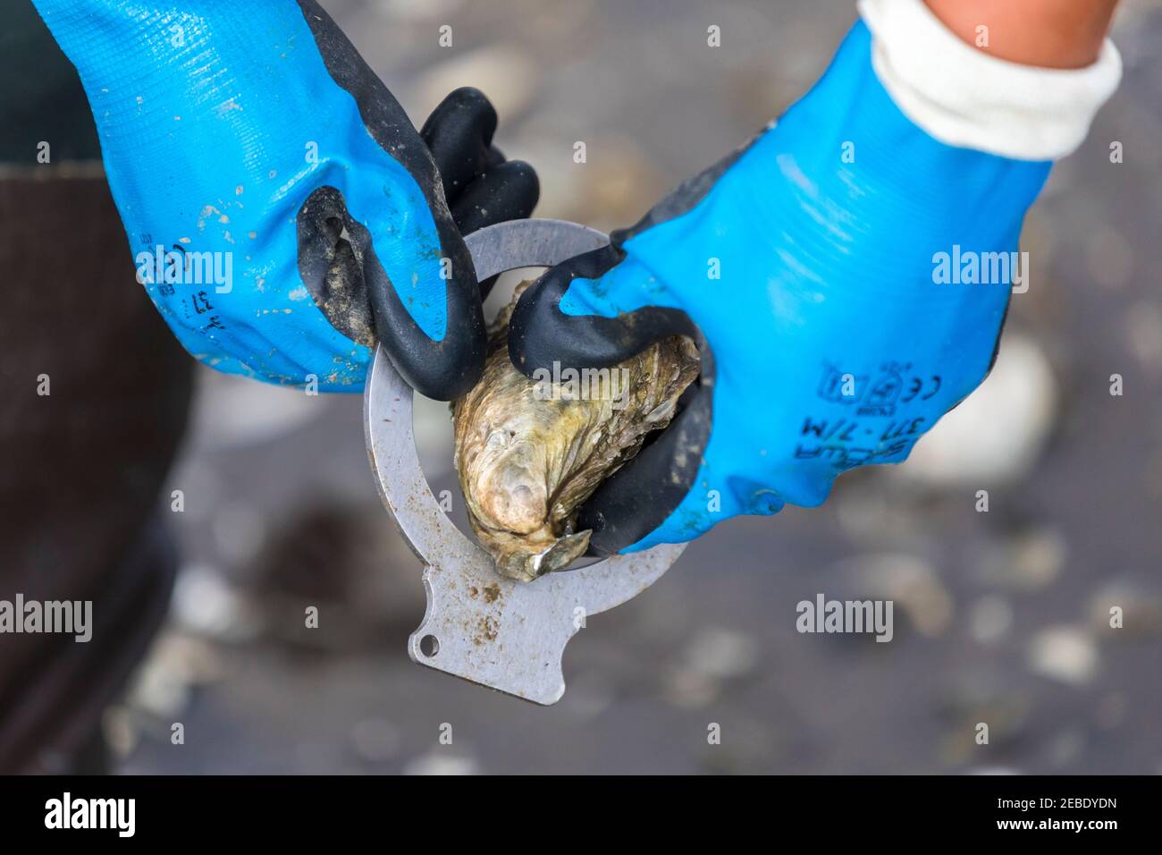 Close-up of hands measuring oyster shell with oyster guage Stock Photo ...