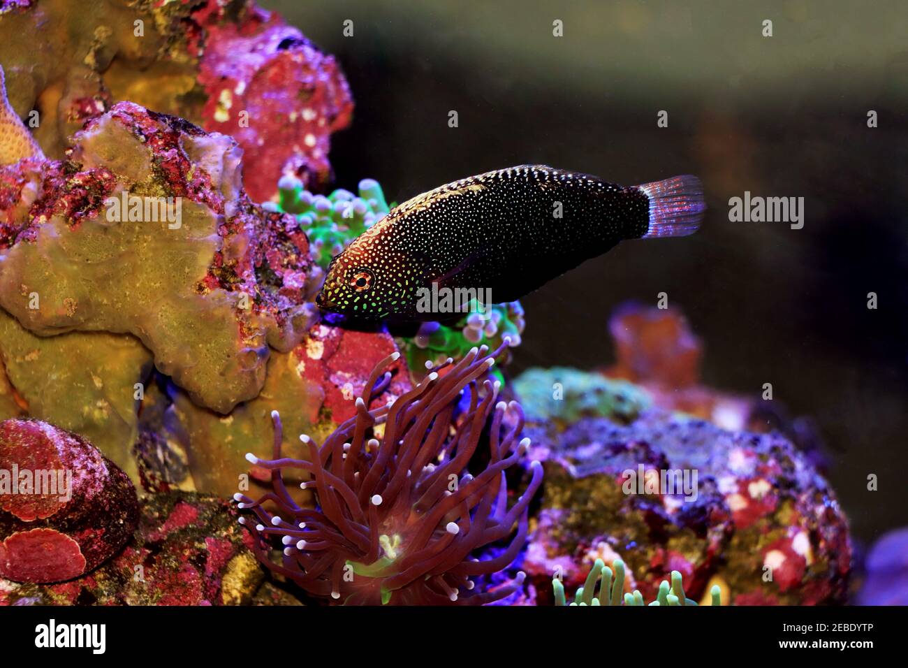 Yellow-spotted Black Leopard Wrasse - Macropharyngodon negrosensis ...