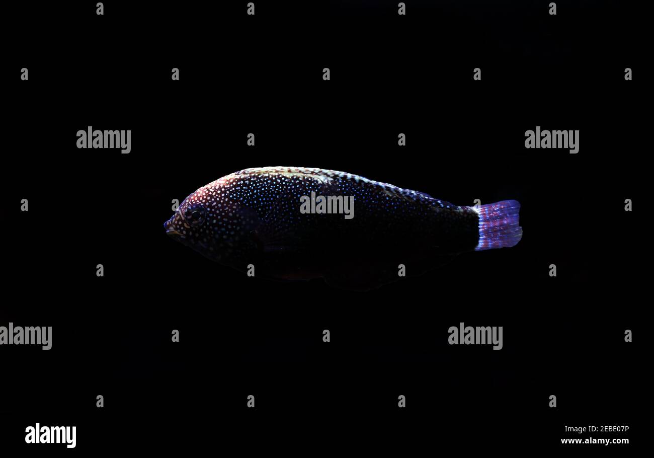 Yellow-spotted Black Leopard Wrasse - Macropharyngodon negrosensis ...