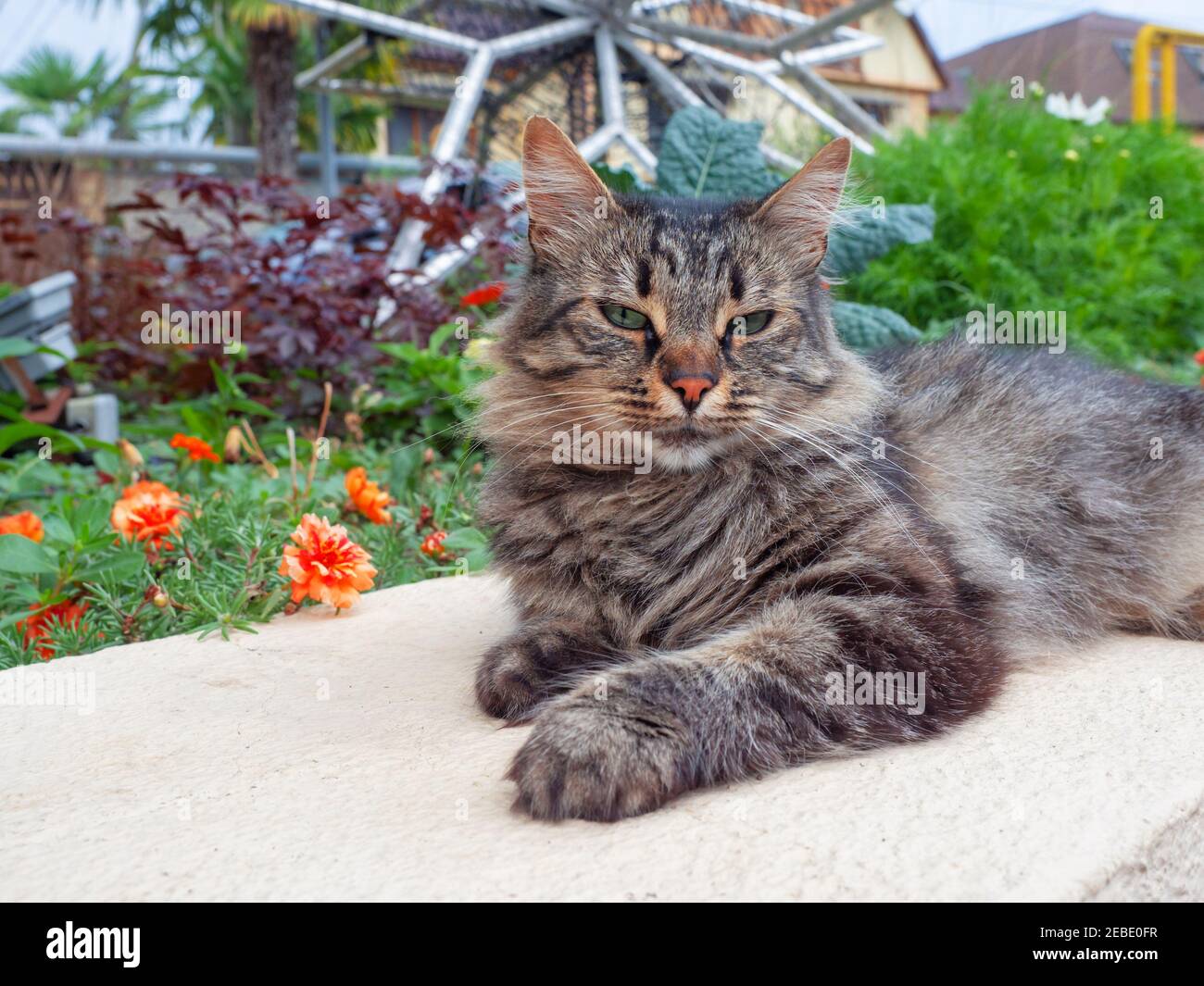 Portrait of cute gray fluffy tabby cat lies on the border near a flowerbed with orange flowers ...