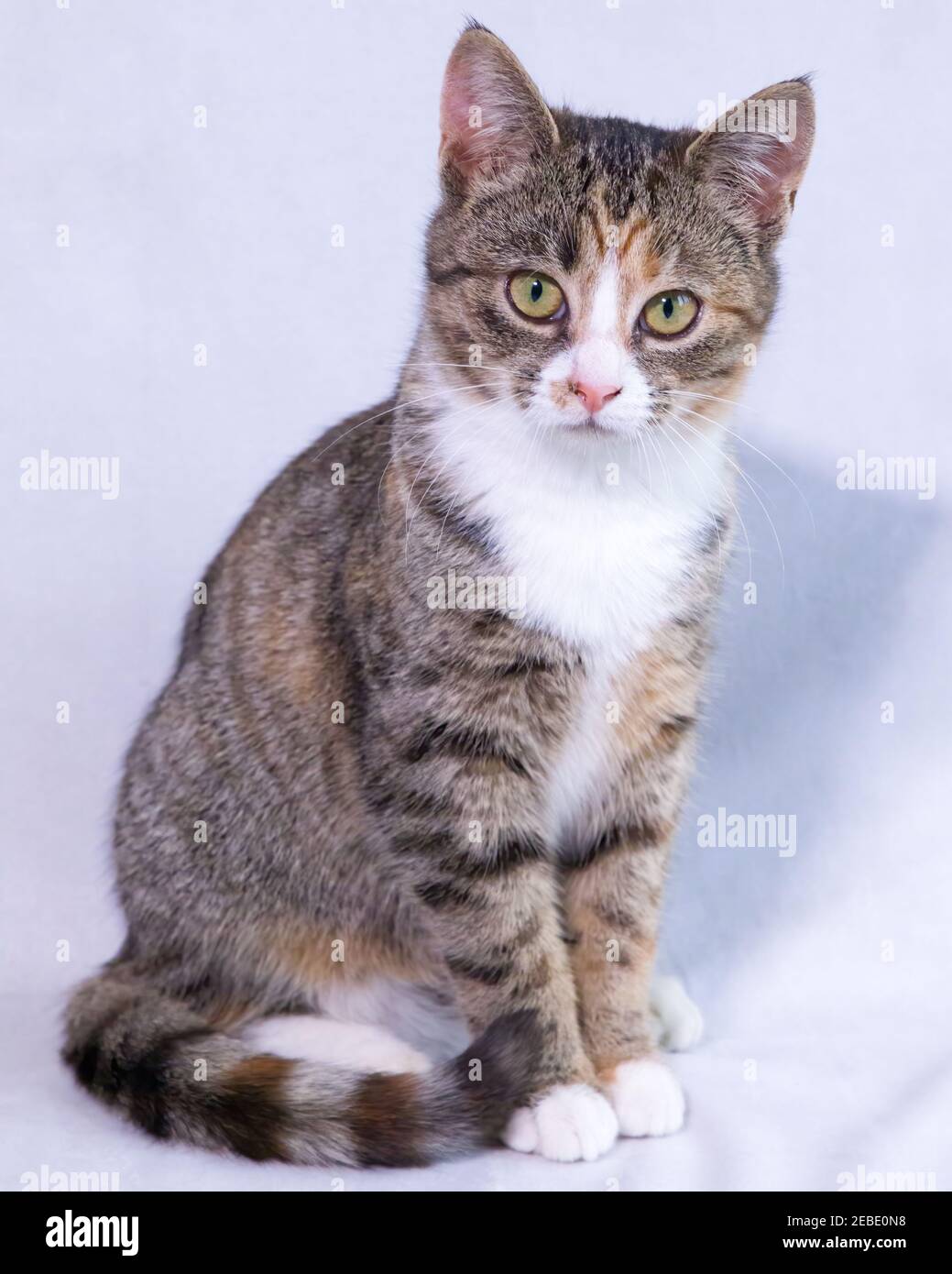 A cute Mackerel tabby colored kitten isolated on a white background ...