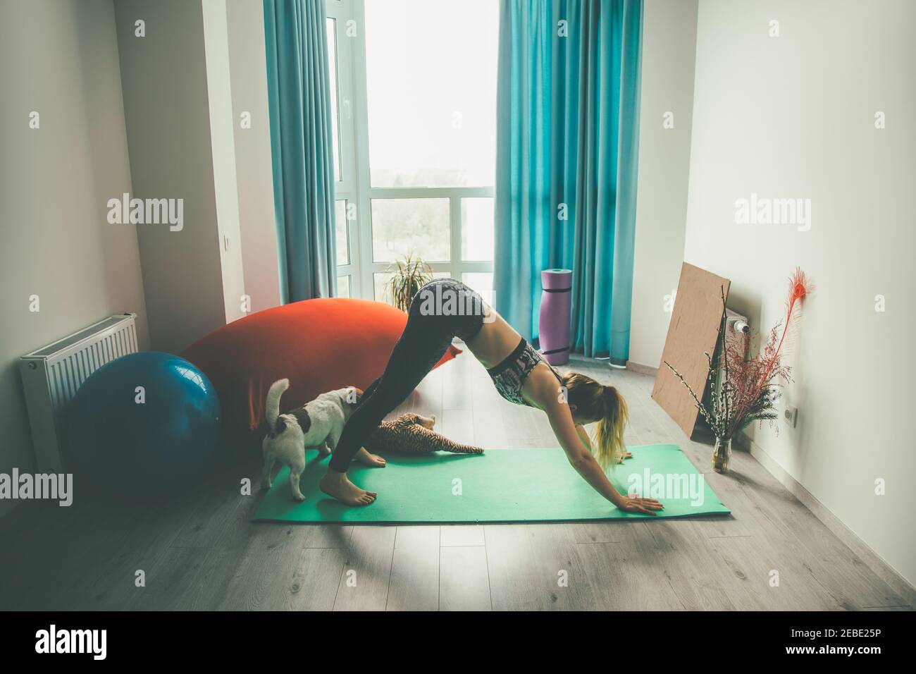 Young girl with jack russell dog performs exercises of yoga at home ...