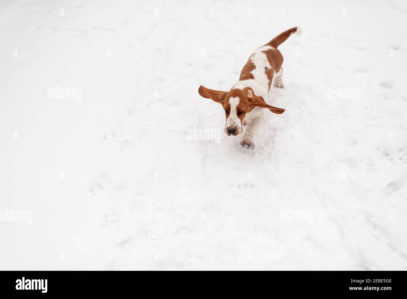 Basset hound puppy runs in the snow with ears flying Stock Photo - Alamy