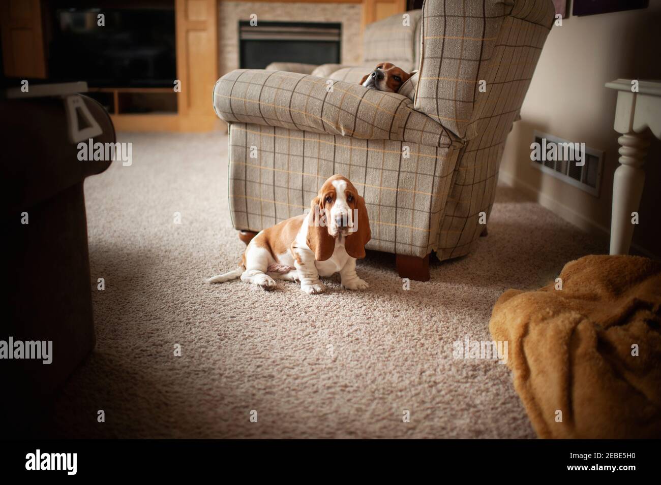 2 sleeping dogs hi-res stock photography and images - Alamy