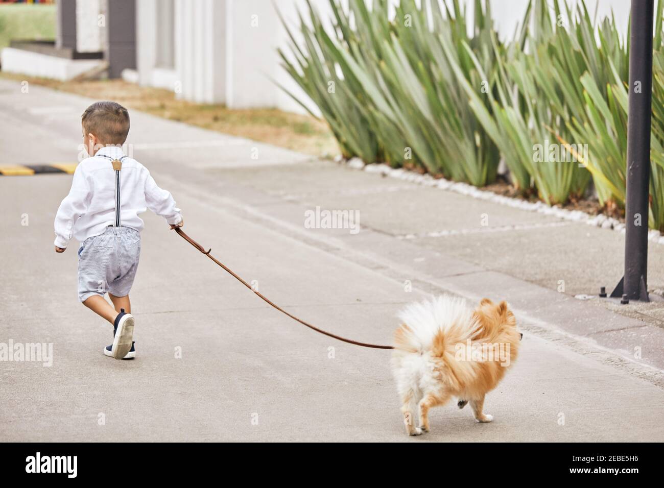 back view little boy walking in the street with his dog Stock Photo - Alamy