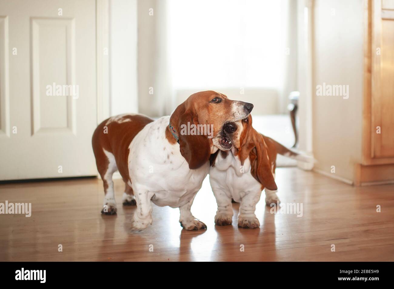 Droopy dogs hi-res stock photography and images - Alamy