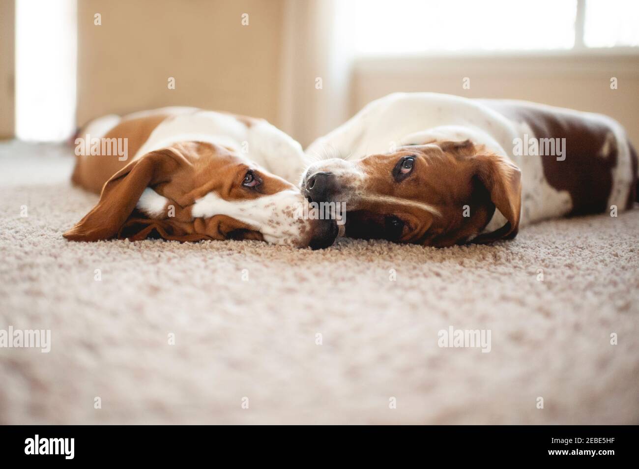 Two Basset hound dogs lay together touching noses on the carpet Stock ...