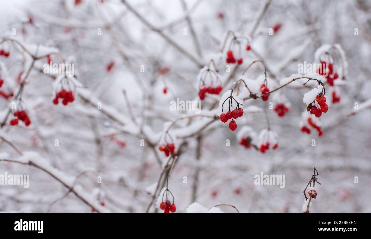 Snowy shrub with red berries hi-res stock photography and images - Alamy