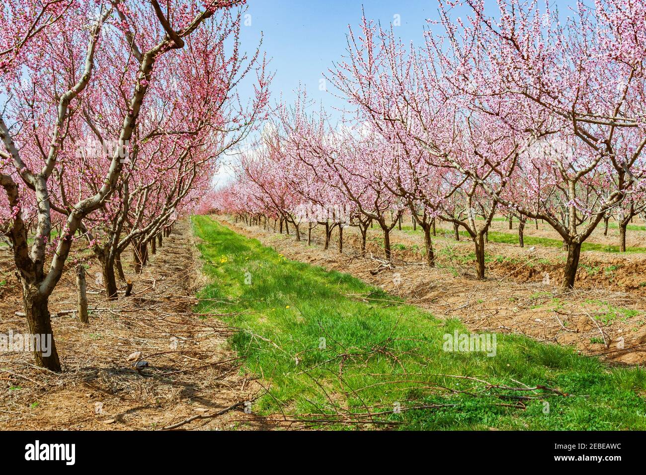 Peach trees plantation hi-res stock photography and images - Alamy