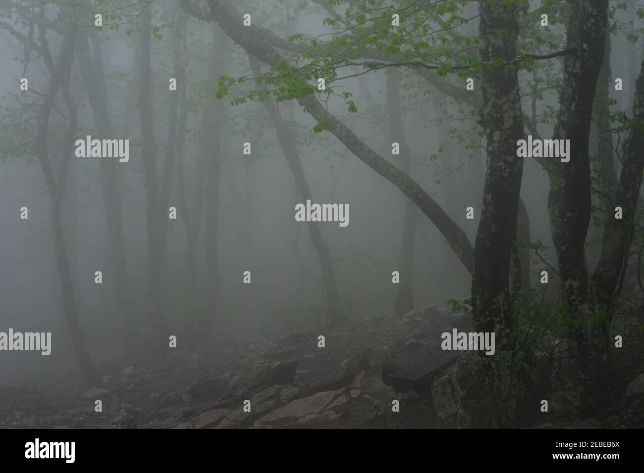 forest path shrouded in fog Stock Photo - Alamy