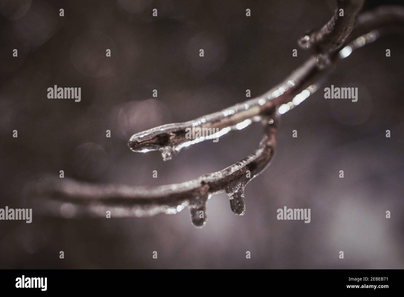 Icy tree hi-res stock photography and images - Alamy