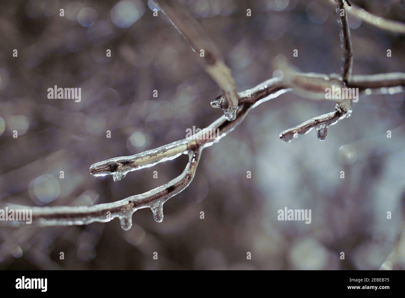 Icy tree hi-res stock photography and images - Alamy