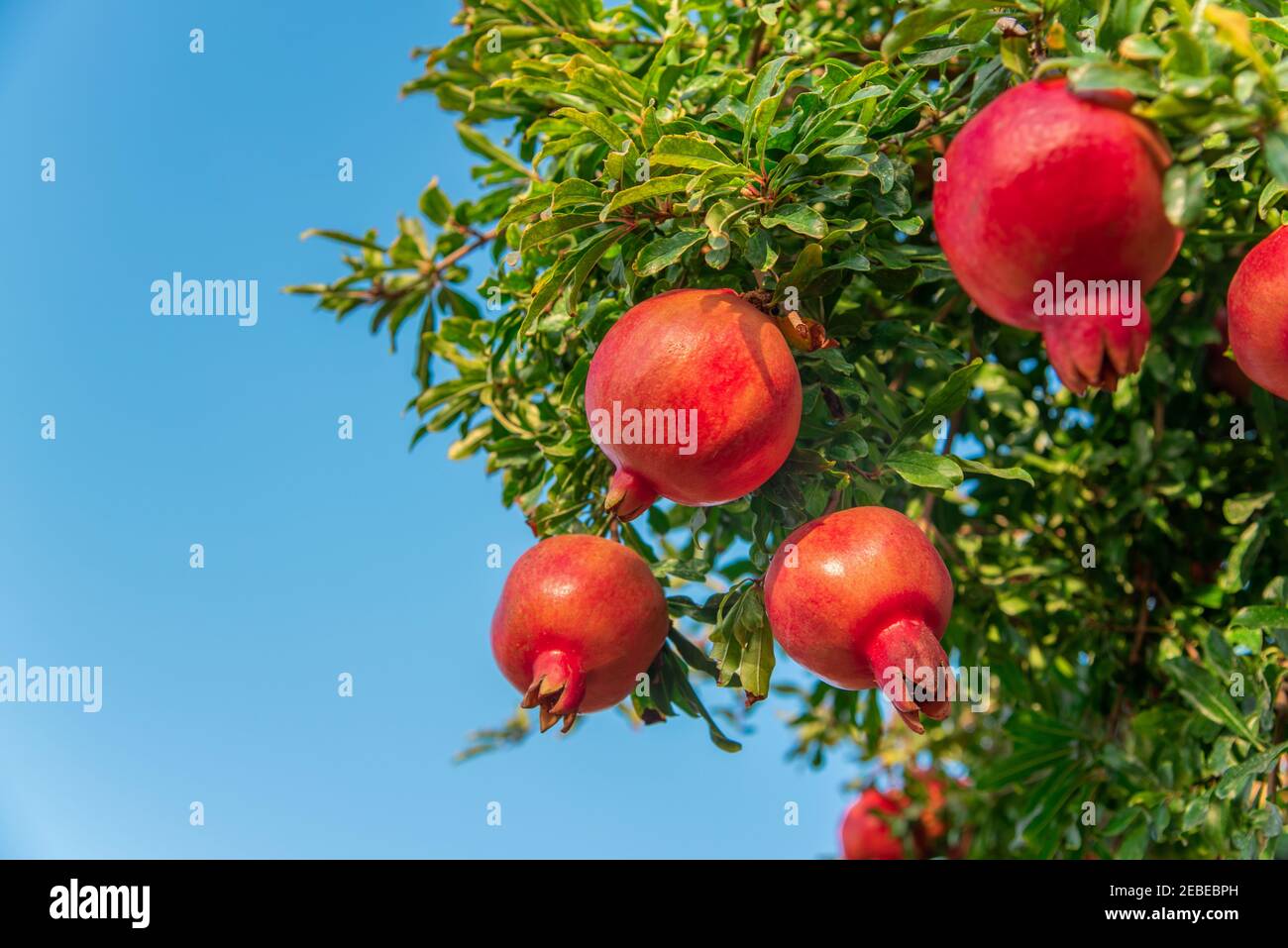 pomegranate garden in Israel with sky. Rosh Hashanah Stock Photo - Alamy