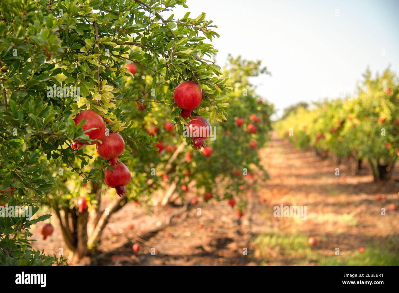 Rosh hashanah israel hi-res stock photography and images - Alamy