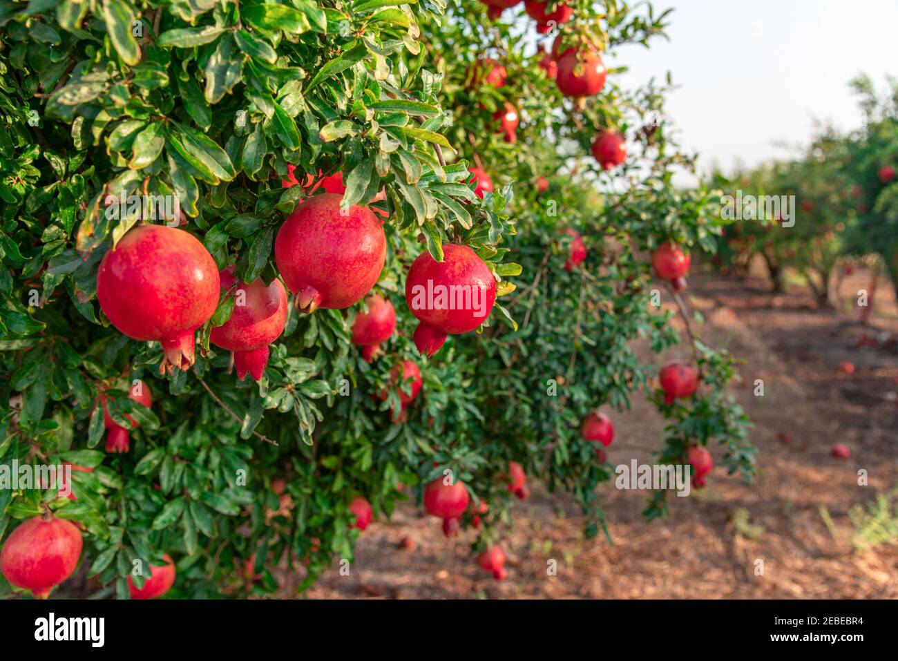 pomegranate garden in Israel. Rosh Hashanah Stock Photo - Alamy
