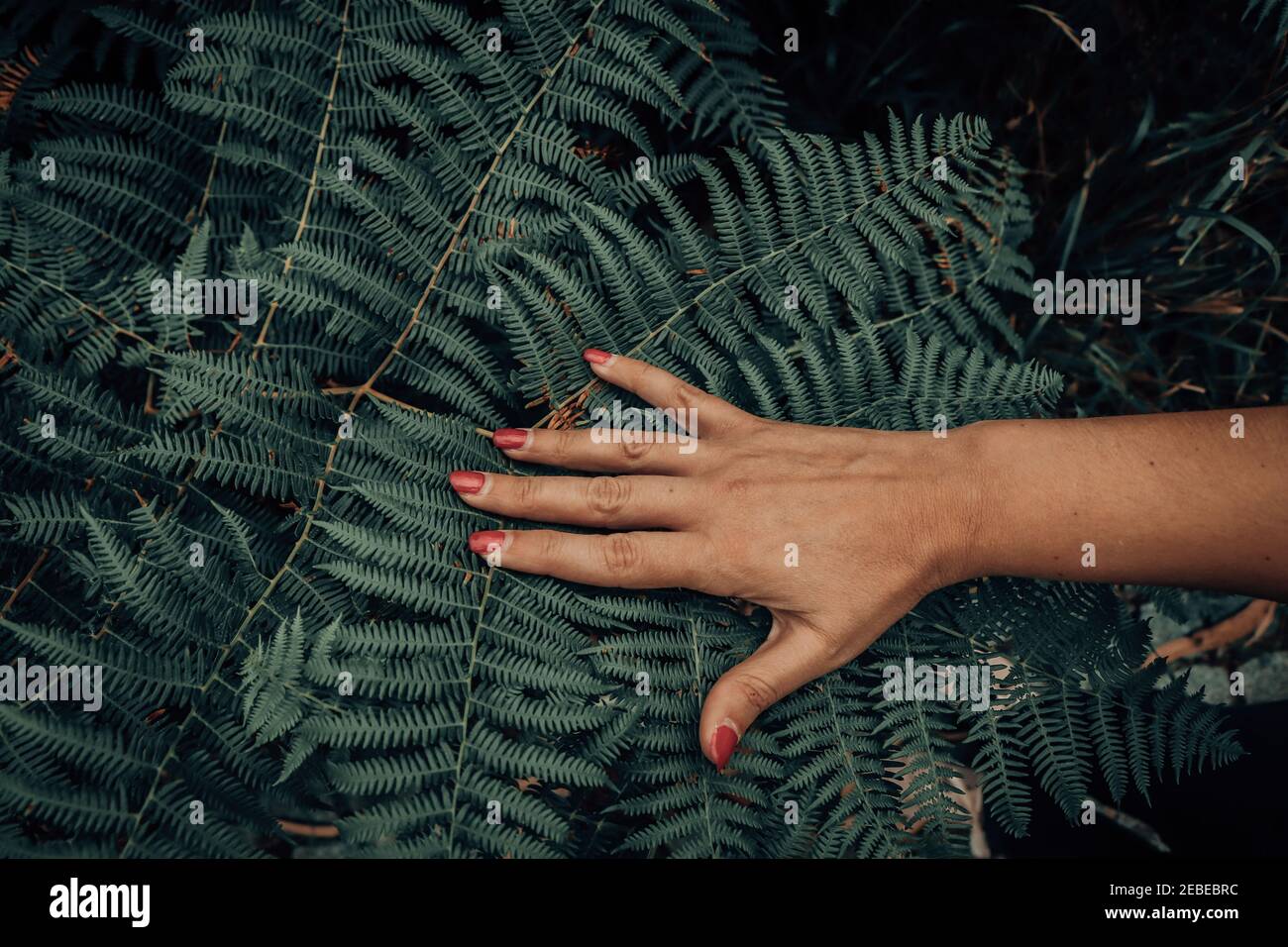 Woman's hand is touching fern Stock Photo - Alamy