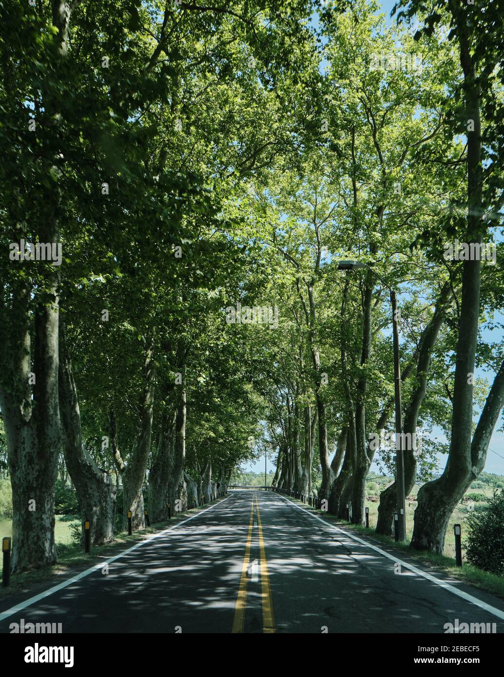 a picture from the car route through a tunnel of trees in uruguay Stock ...