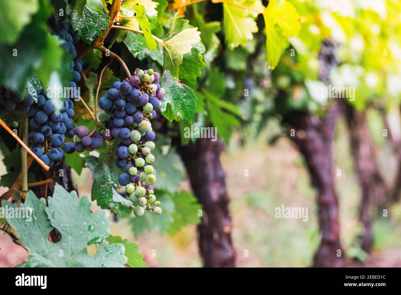 Bunch of grapes from Mendoza vineyards in Argentina Stock Photo - Alamy