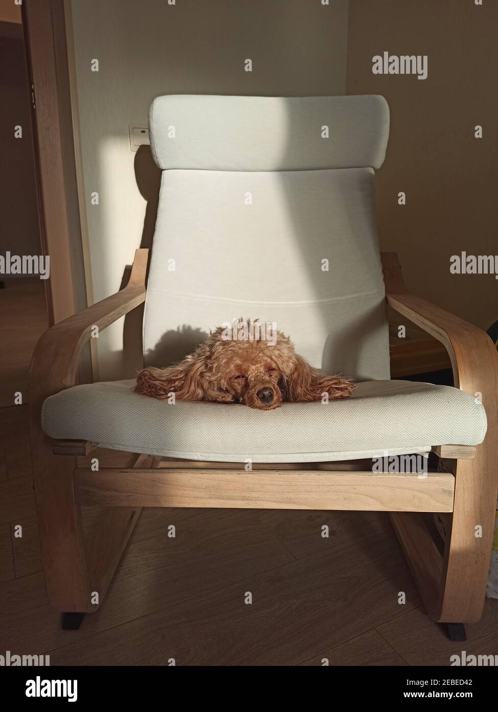 Small dog resting on the armchair Stock Photo - Alamy