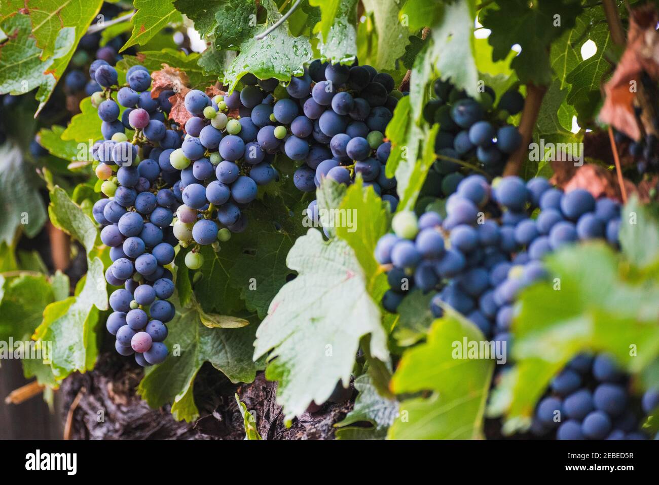 Bunch of grapes from Mendoza vineyards in Argentina Stock Photo - Alamy