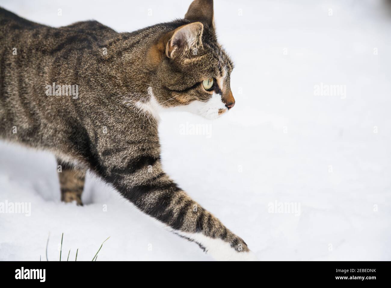 Housecat winter hi-res stock photography and images - Alamy