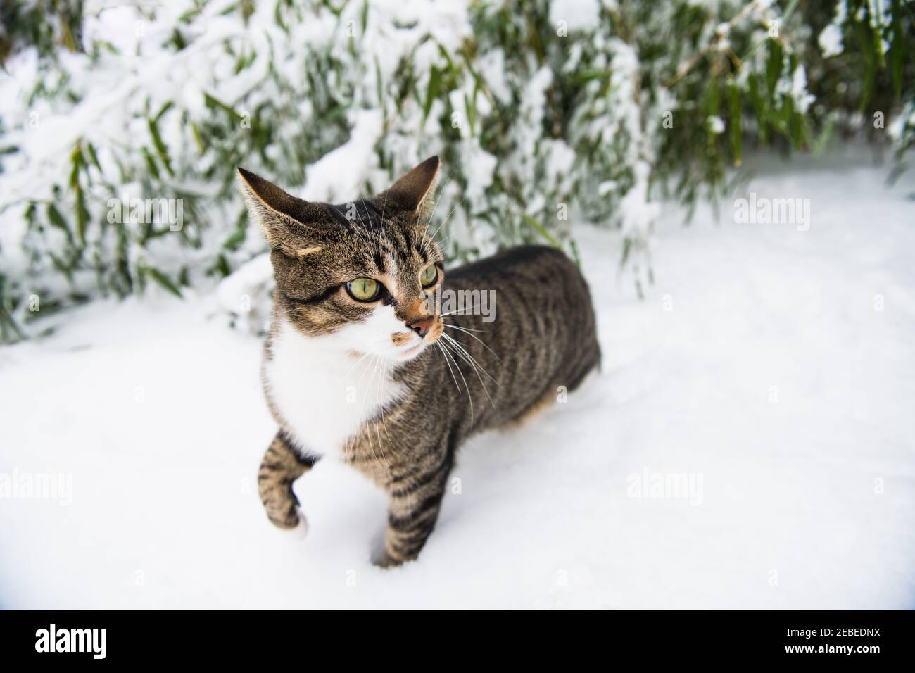 Housecat winter hi-res stock photography and images - Alamy