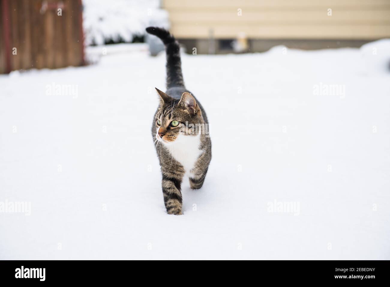 Housecat winter hi-res stock photography and images - Alamy