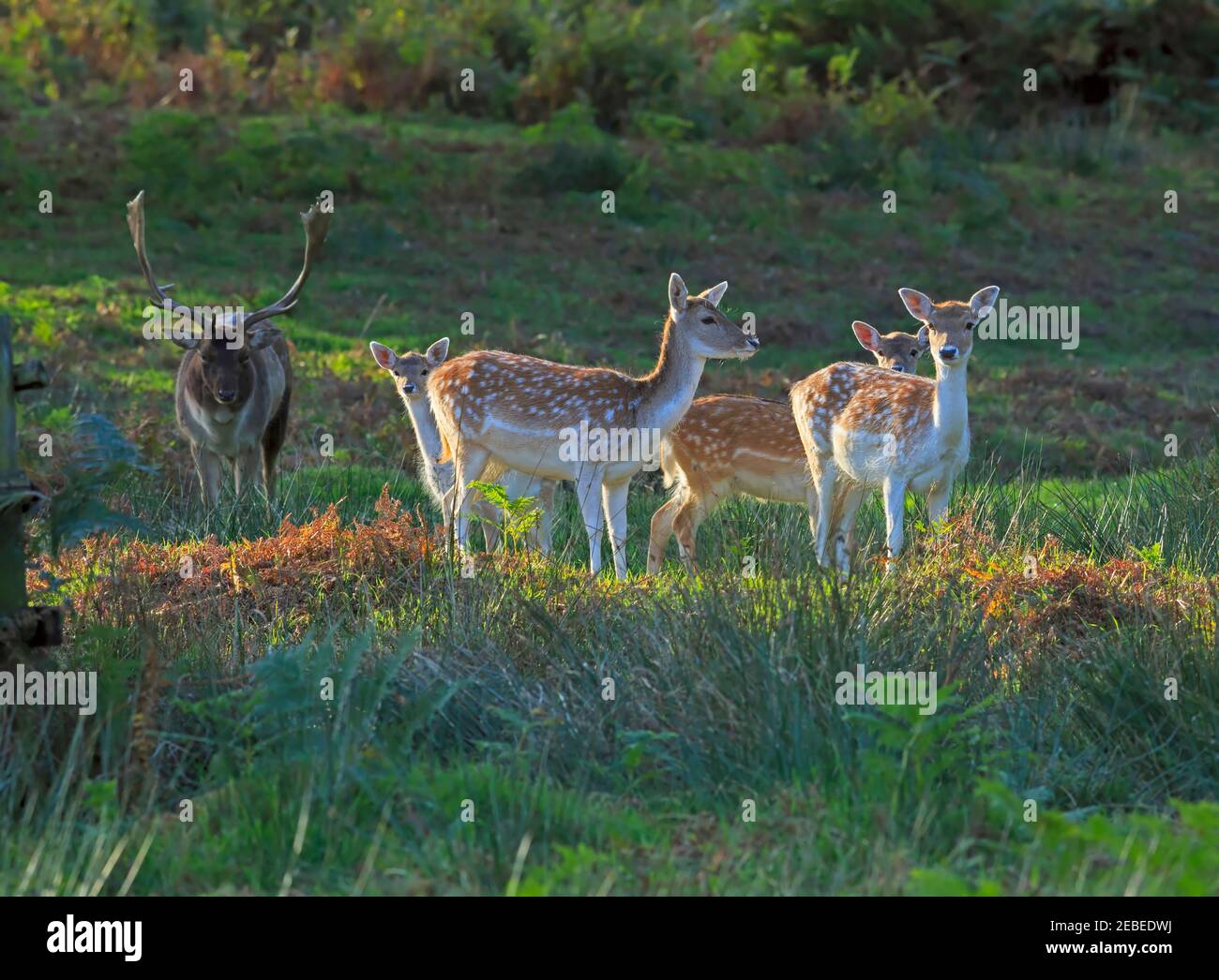 Fallow deer buck with does and fawn, Dama dama. Fallow buck with harem ...