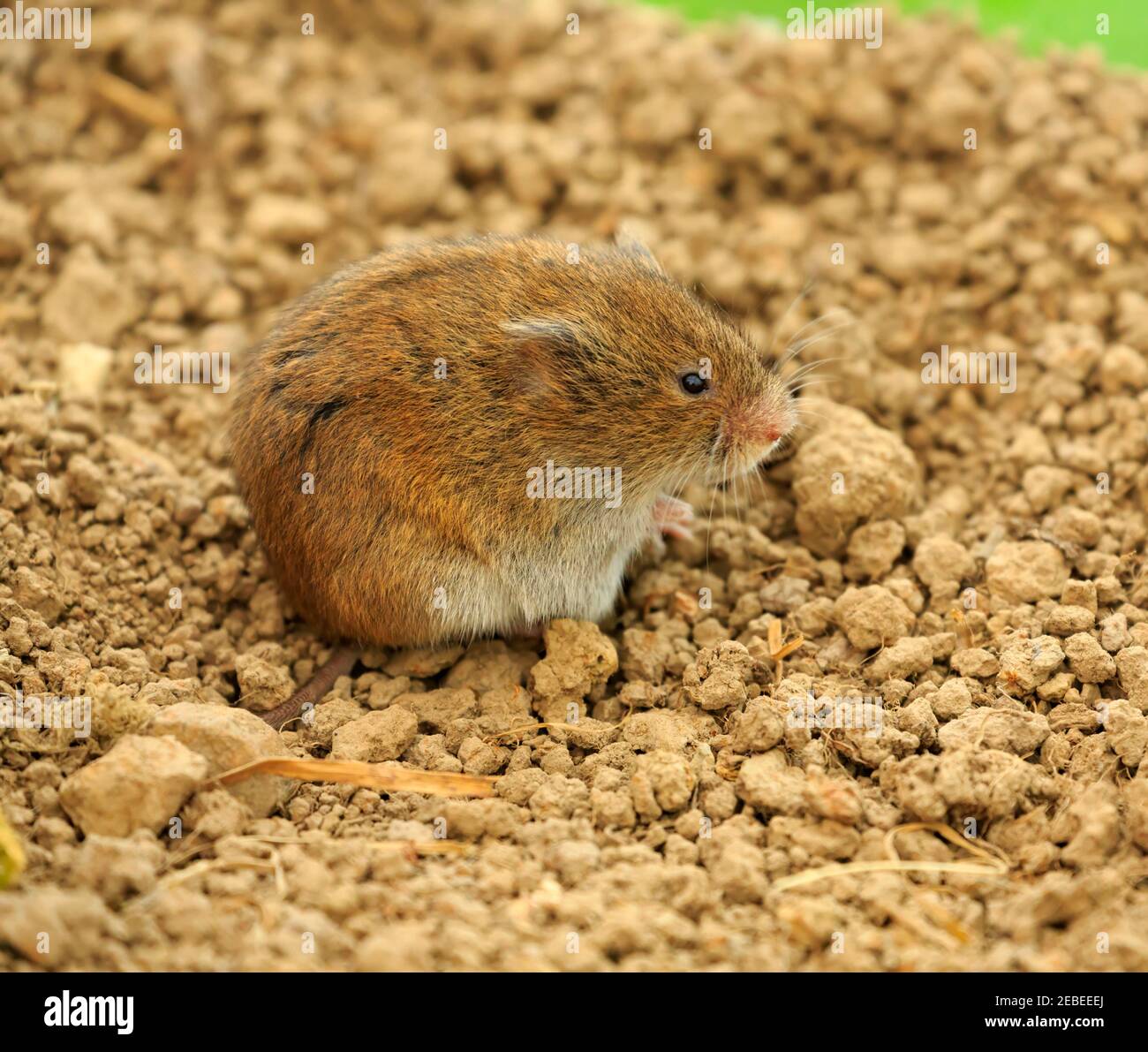 Field vole, Microtus agrestis Stock Photo - Alamy