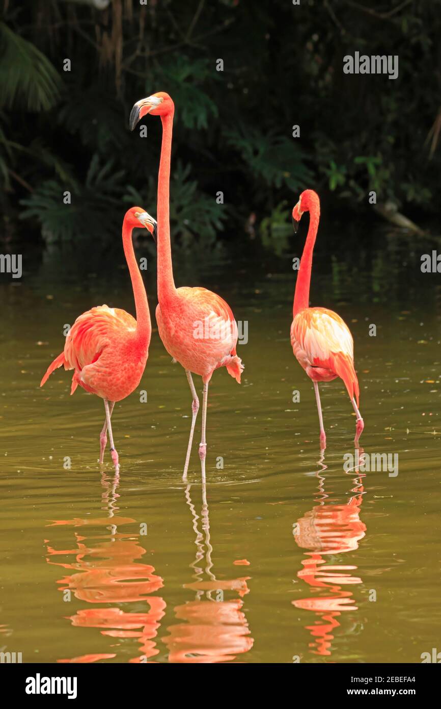 American flamingo or caribbean flamingo hi-res stock photography and ...