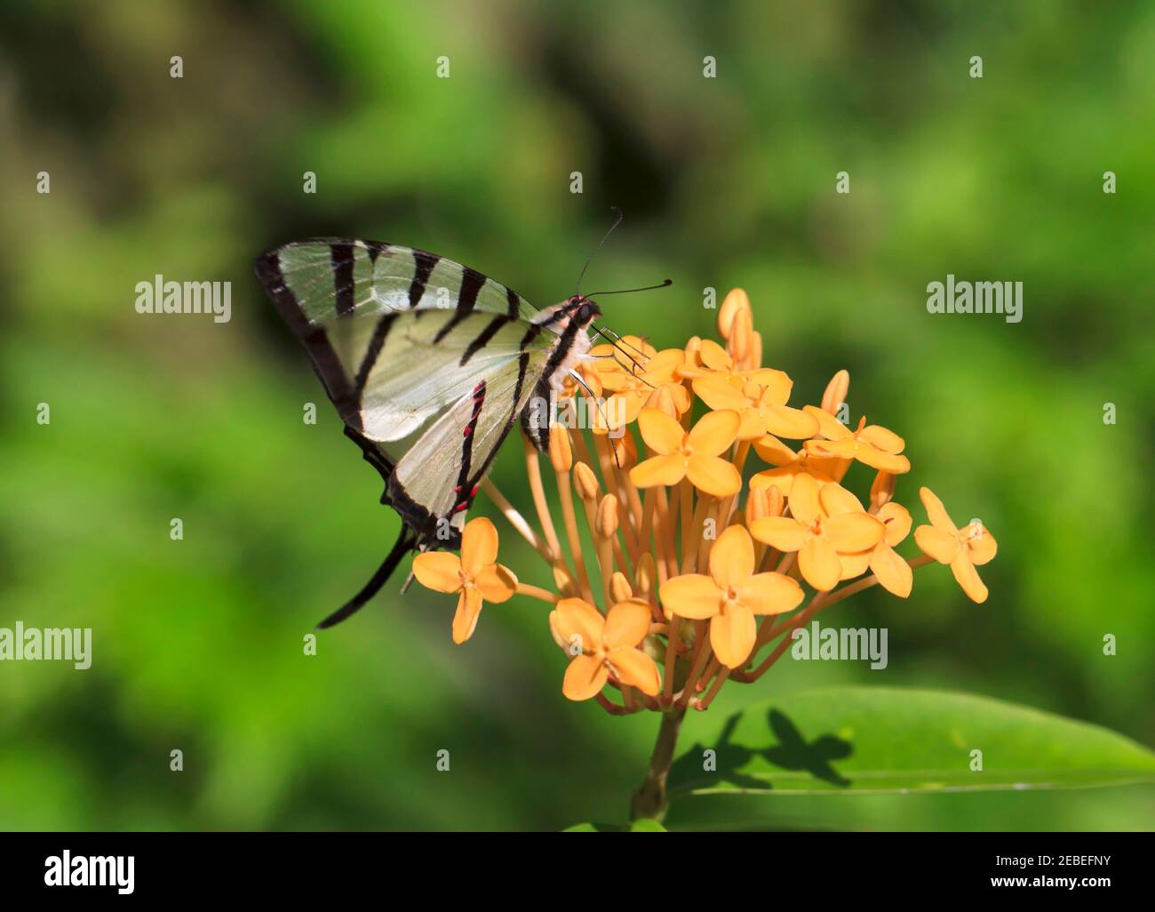 Fourbar Swordtail, Graphium agetes, on Ixora Stock Photo - Alamy