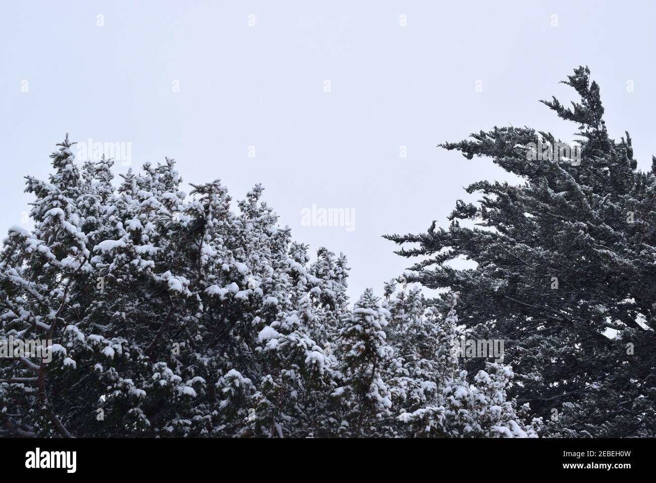 Tree tops covered with snow hi-res stock photography and images - Alamy
