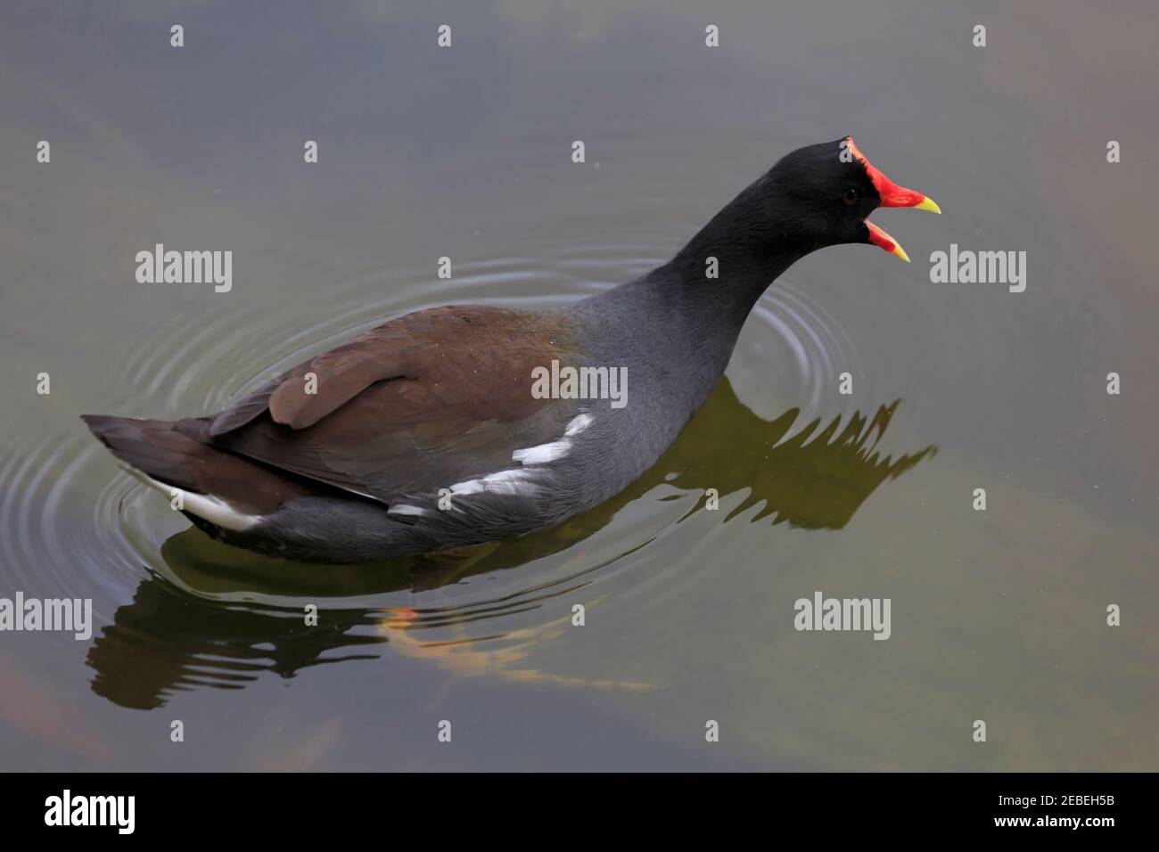 Common gallinule, Gallinula galeata Stock Photo - Alamy