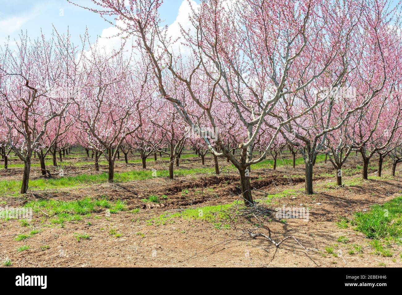 Garden with peach trees during flowering Stock Photo - Alamy