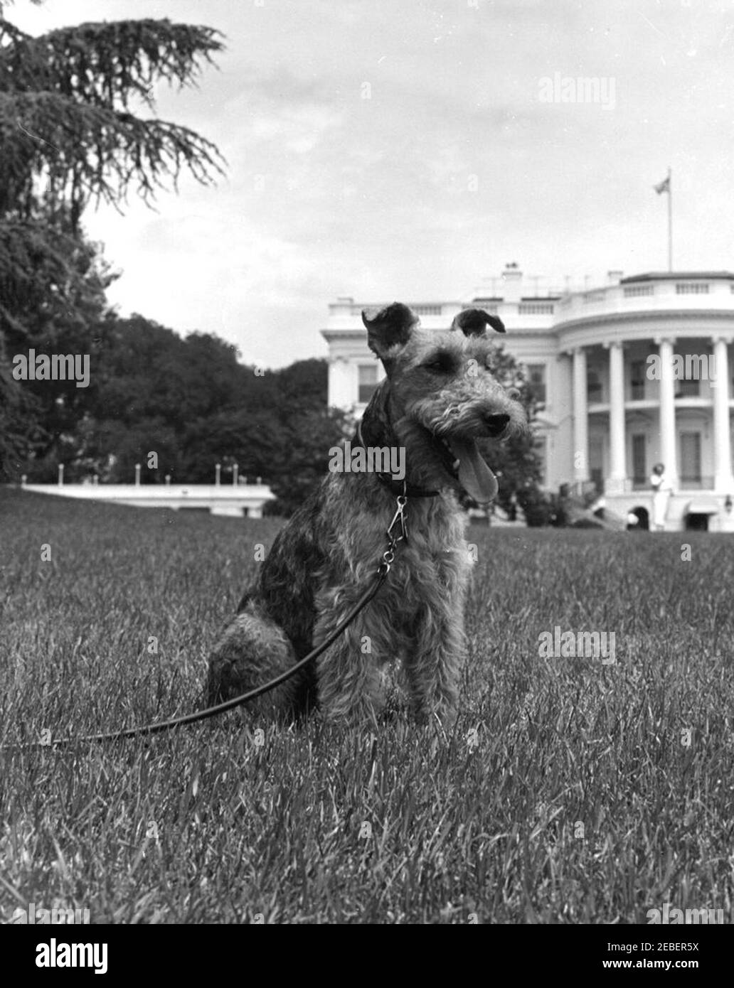 White House dogs Pushinka and Charlie, and White House ducks. Kennedy ...