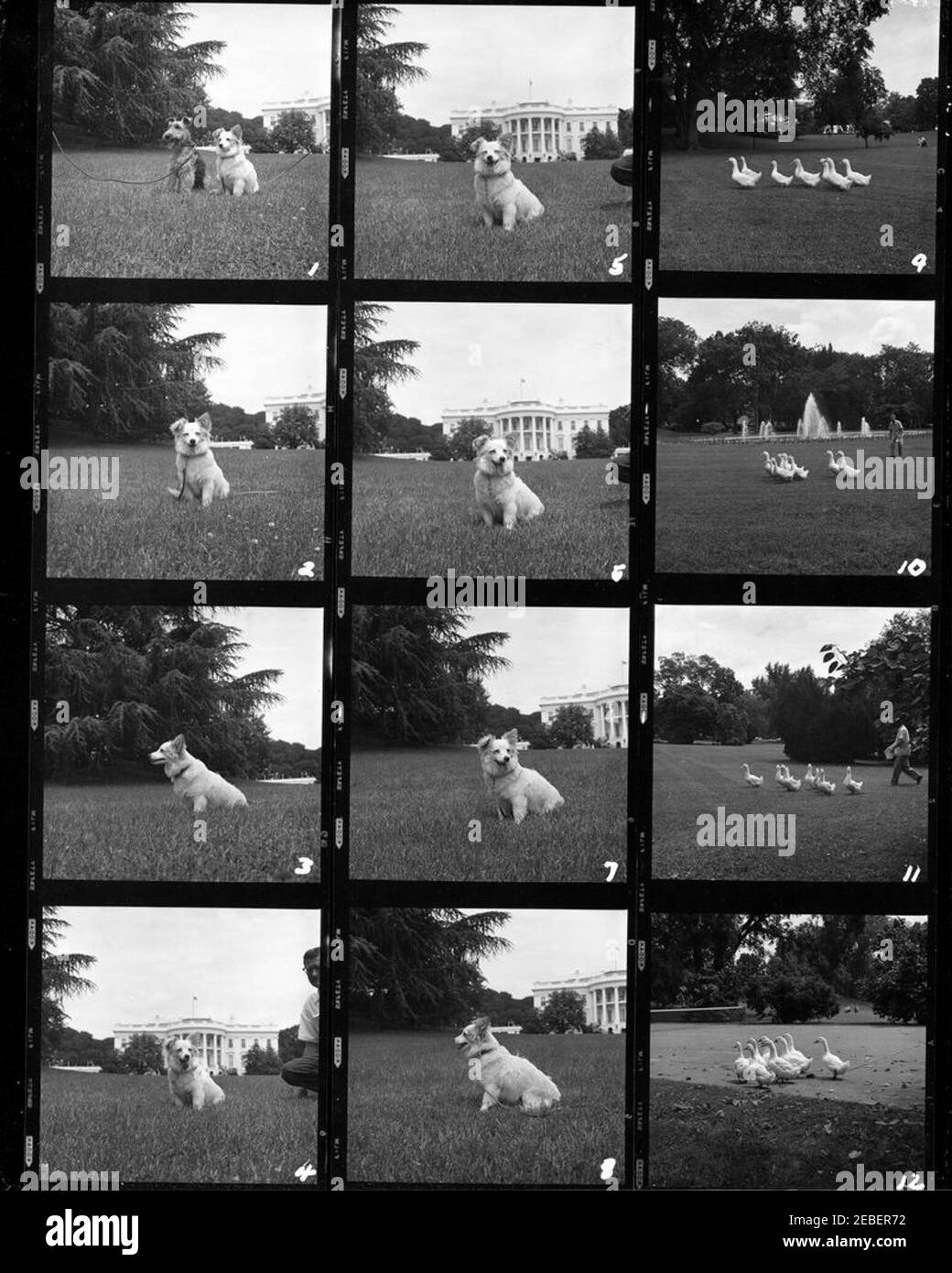 Kennedy family dogs Black and White Stock Photos & Images - Alamy