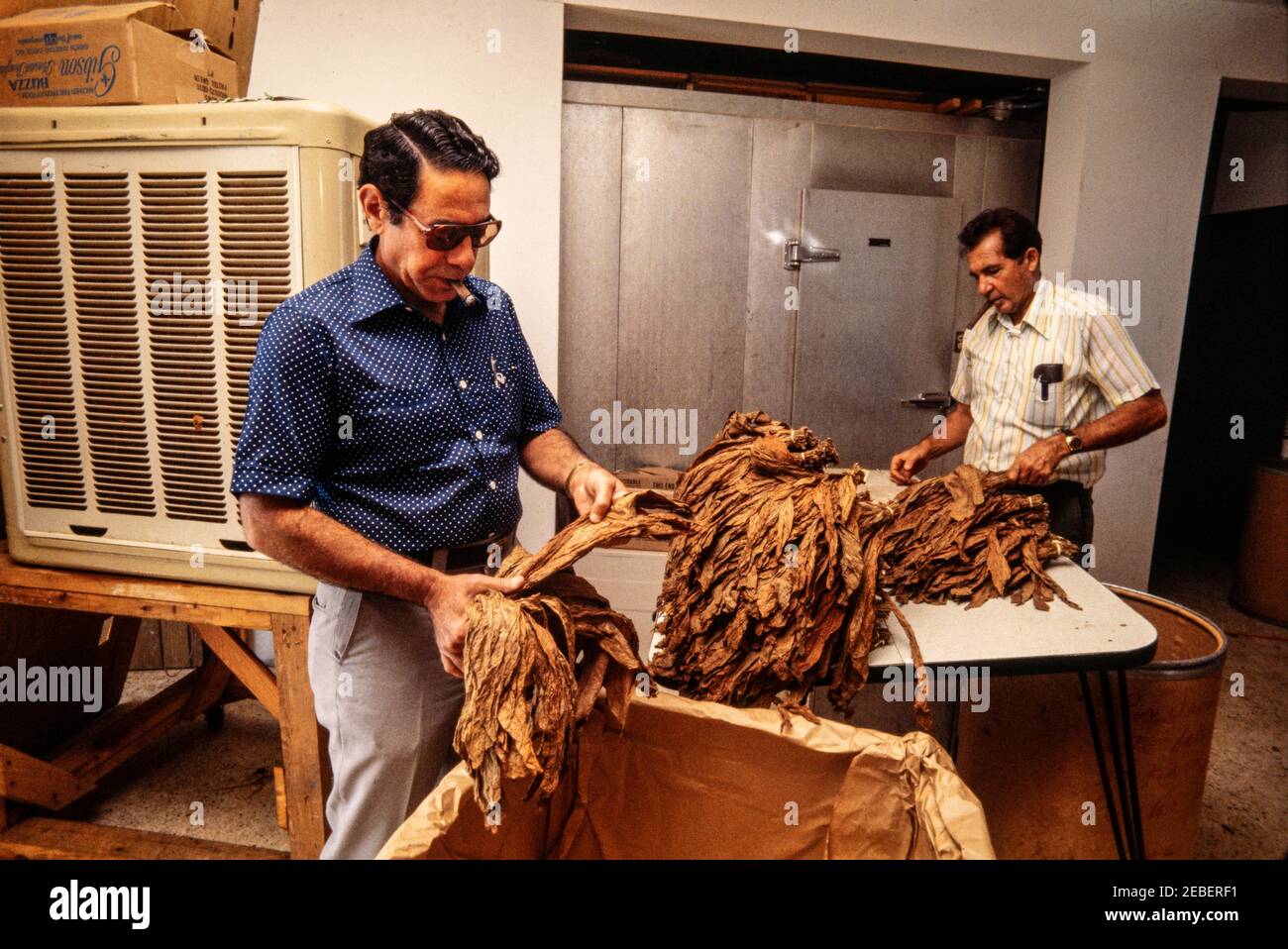 Ex Pat Cuban workers at the Padron Cigar Co. in Miami, Florida hand ...