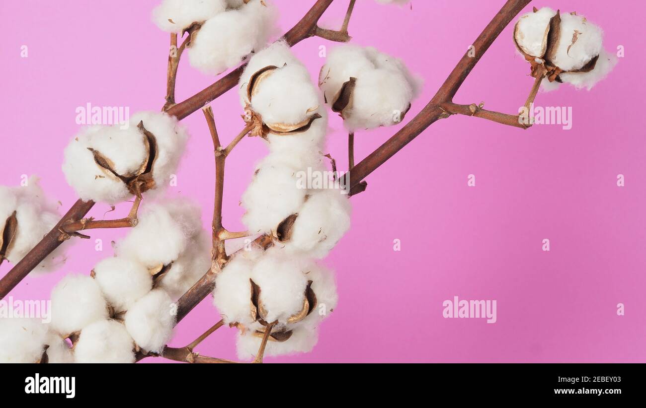 White Cotton branch on pink color background Flat lay Top view ...